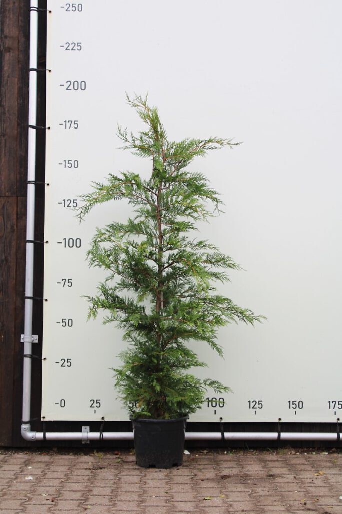 Coniferen kwekerij - Kwekerij de koekoek