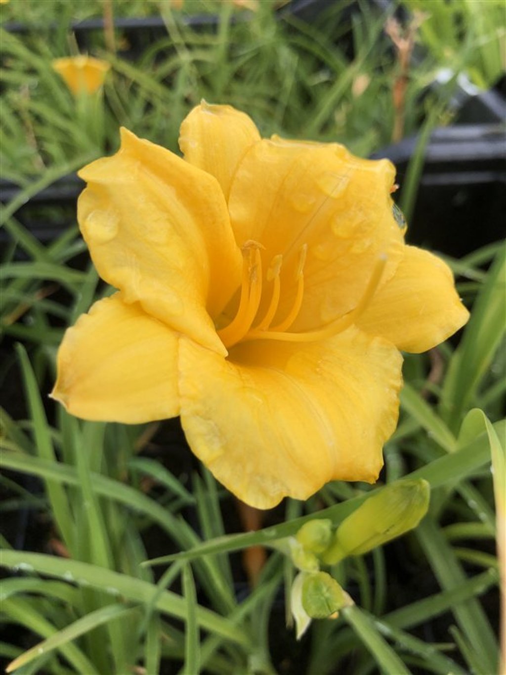 Hemerocallis 'Stella de Oro' Daglelie - Kwekerij de koekoek